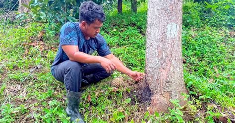 Musang King Udang Merah Diserang Penyakit Misteri Cikgu Wei Pun Berisiko Mati Berita Harian