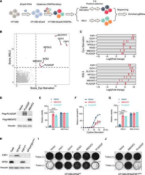Figure 1 From Ferroptosis Surveillance Independent Of Gpx4 And