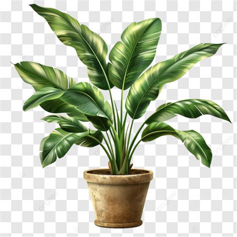흰색 배경에 화분 화분 흰색 배경 실내 식물 Png 일러스트 및 이미지 에 대한 무료 다운로드 Pngtree