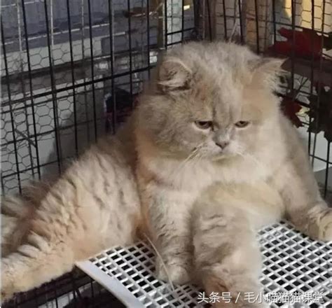 貓咪做完絕育後都是一副崩潰臉！但唯獨這隻貓咪的樣子讓人心疼！ 每日頭條