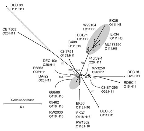 split decomposition analysis of compatible parsimony informative genes