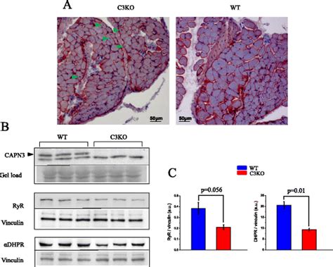 Expression Of Ryanodine And Dihydropyridine Receptors In WT And C3KO Download Scientific