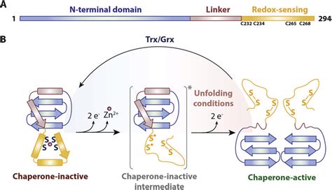 Activation Of E Coli Hsp33 Chaperone Function A Domain Structure Of Download Scientific