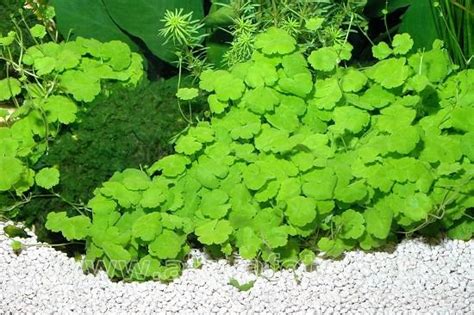 Гидрокотила - Hydrocotyle leucocephala - Растения и мхи - Nano Fish