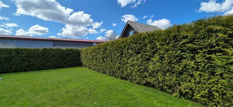 Regnbogaegg Alfreð Facebook