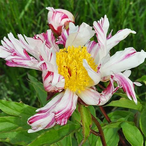 Peony Raspberry Splash Herbaceous Order Online In Eu Directly From