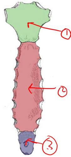 Thorax Surface Anatomy And Anterior Chest Wall Flashcards Quizlet
