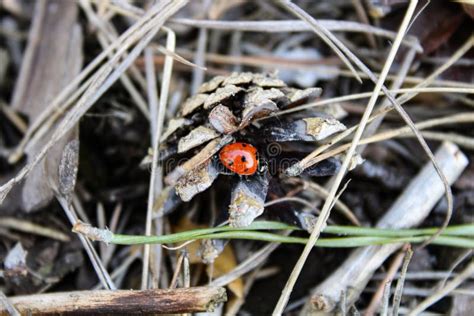 Little Ladybug In The Forest On A Pine Cone Stock Image Image Of