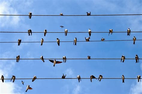 Why Dont Birds Sitting On Overhead Wires Get Electrocuted