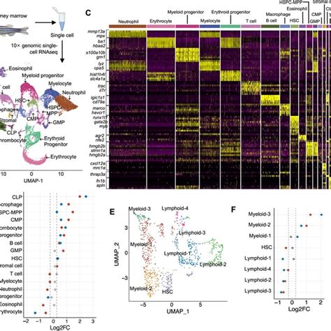 Combined Expression Flt3itd And Idh2 Mutations Initiated Myeloid Download Scientific Diagram