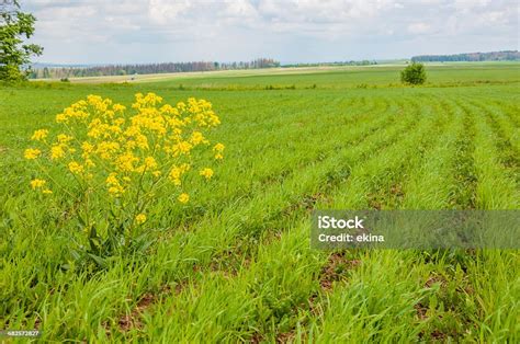 여름 전통적인 여름 이벤트입니다 여름tree 0명에 대한 스톡 사진 및 기타 이미지 0명 계절 나무 Istock