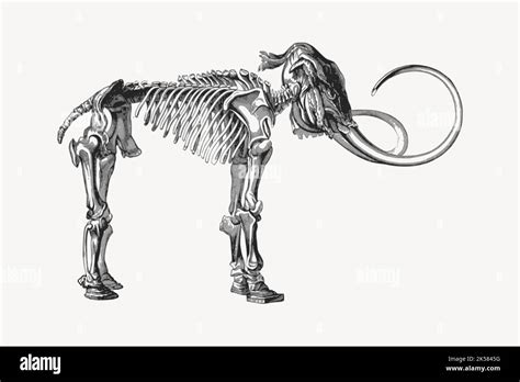 Mammoth Fossil Clipart Animal Illustration Vector Stock Vector Image And Art Alamy Mammoth Fossil Clipart Animal Illustration Vector Stock Vector Image And Art Alamy