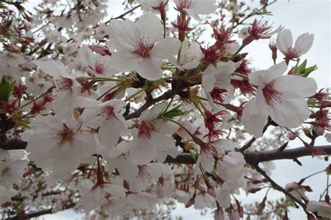 桜も散りはじめ 珈琲豆屋 Shio の楽しい日々