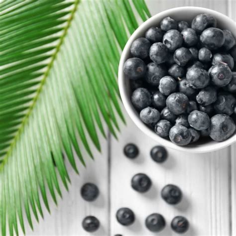 Acai Berry Yağı Satışı Doğal Acai Berry Yağı Uygun Fiyatlarla