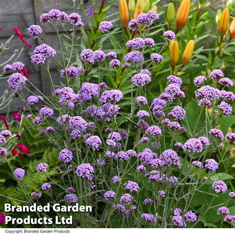 Verbena bonariensis 'Royal Dreams' | Dobies