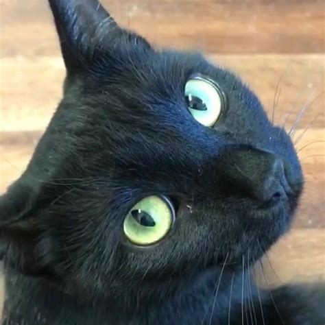 Whos That Kitty Its Bunny Aka Bun Bun Shes One Of Our Lovely Special Needs Kitties And Is