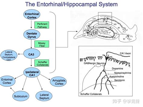 Synaptic Plasticity Ltp