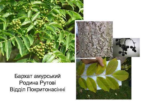 Абрикос звичайний Родина Розові Відділ Покритонасінні Верес