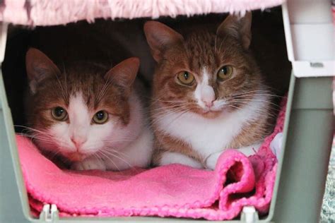 The Best Cat Carrier For Two Cats 7 Top Picks Travel Tabby