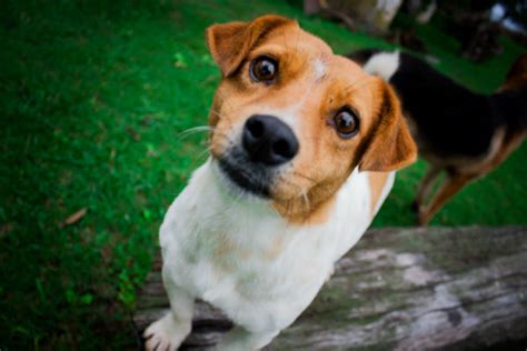 Perché Il Cane Fa La Pipì In Casa
