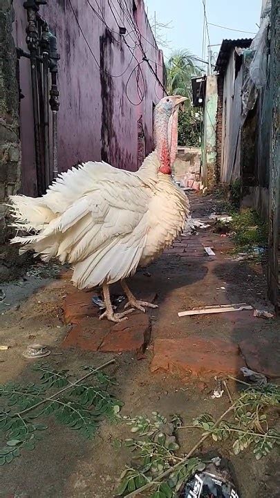 টার্কি মুরগি Youtube