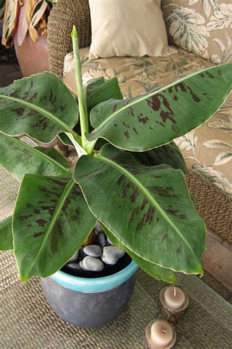 Buy Truly Tiny Banana Tree Musa Free Shipping Wilson Bros Gardens