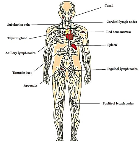 Notes Part 2 Class 12 Biology Chapter 8 Respiration And Circulation