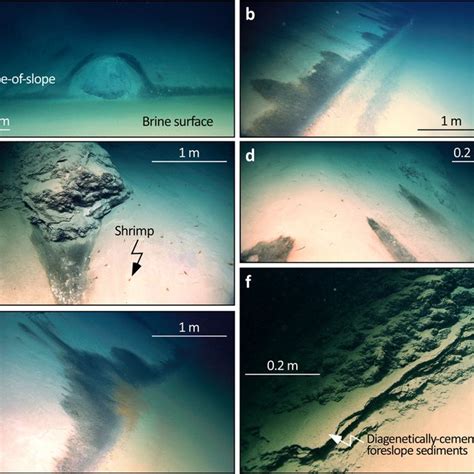 Location And Temperatures Of The Red Sea Brine Pools The Red Sea Pools Download Scientific
