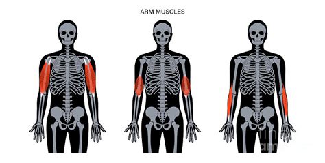 Arm Anatomy 19 Photograph By Pikovit Science Photo Library Fine