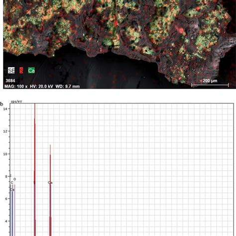 A Elemental Analysis Map By Sem Eds Detecting S And Ca In Glue Sizing Download Scientific