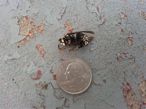 Wife Said She Killed A Huge Bee Today I Thought She Was Exaggerating