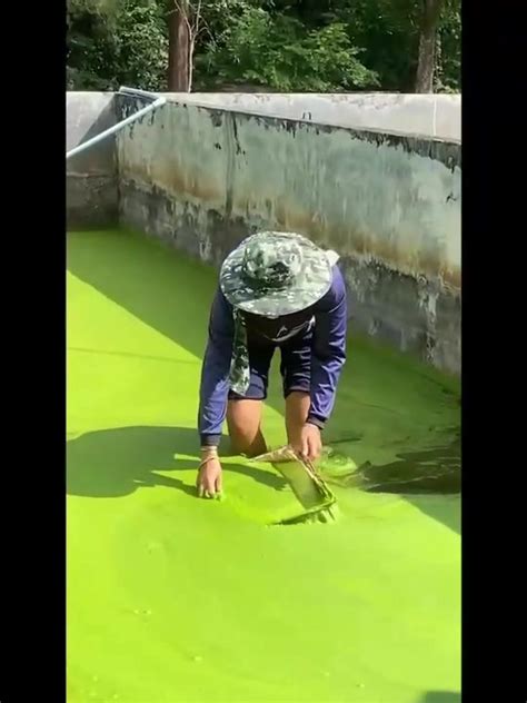 🔹 การขยายพันธุ์ผำหรือไข่น้ำ กิจกรรมฝึกงาน นักเรียนชั้น ปวช 3