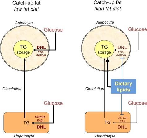 Schematic Diagram Depicting Direct Competition Between Glucose And