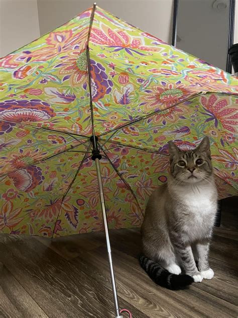 Astro Posing For Camera R Supermodelcats