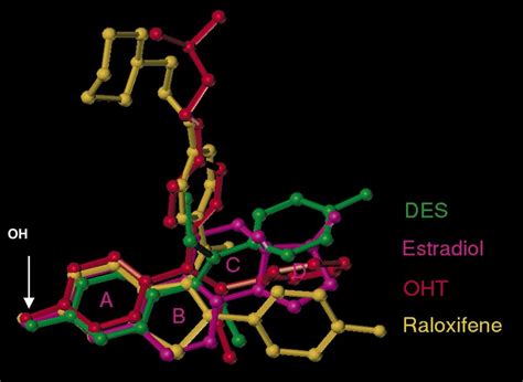 Superimposition Of Ligands Bound To Er The Phenolic A Ring Is Very