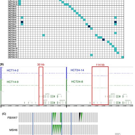 Genetic Profiling Of Fap Organoids A Targeted Sequence Of The Apc