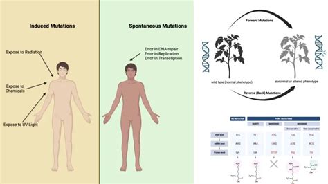 Polygenic Inheritance Quantitative Inheritance Characteristics