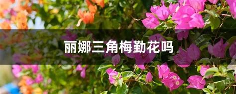 丽娜三角梅勤花吗 花百科
