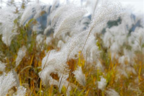 가을 가을 색 경치 경치가 좋은 계절 고요한 깃털 같은 깃털 단풍 따뜻한 음색 목가적인 목초 부드러운 빛