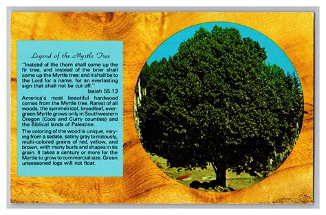 Legend Of The Myrtle Tree Postcard Other Unsorted Postcard