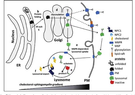 Figure 1 From Alterations In Membrane Trafficking And