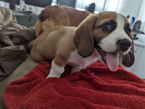Corgi Basset Hound Puppies