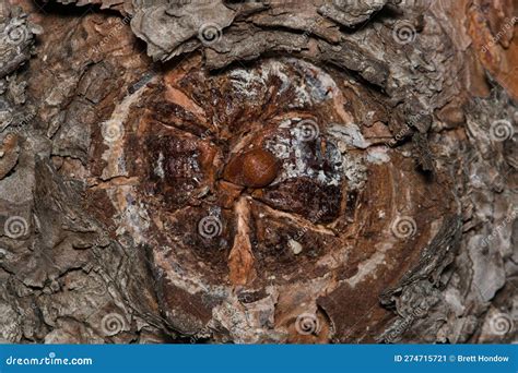Pine Tree Trunk Wound Closeup With Abstract Textures Stock Image