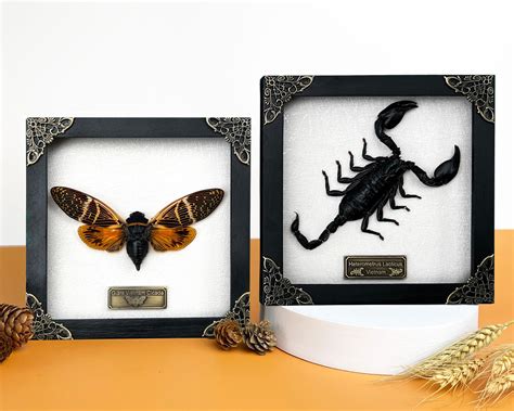 Cicada Bug Beetle Specimens Wooden Framed Oddity Insect