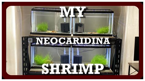 All My Neocaridina Shrimp Youtube