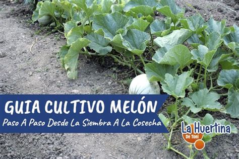 Como Cultivar Melón En El Huerto La Guía Completa La Huertina De Toni