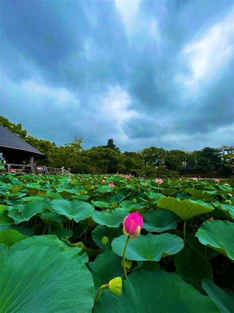 千葉公園の大賀ハス 廣瀬仁美ブログひーこの日記