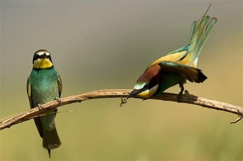 A T Refused European Bee Eaters Rmarshmallowchello