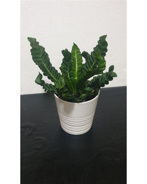 Asplenium Cobra Potted 35 Cm Total Height Daffodils Plants