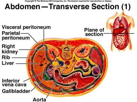 Peritoneum Kidney